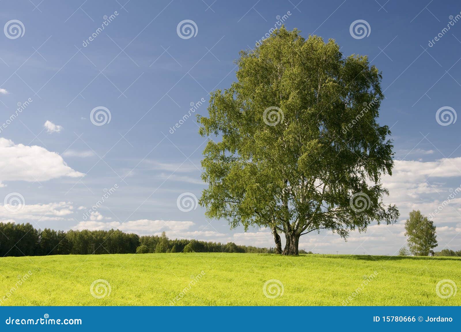Wonderful Autumn Sun and Meadow Stock Photo - Image of background ...