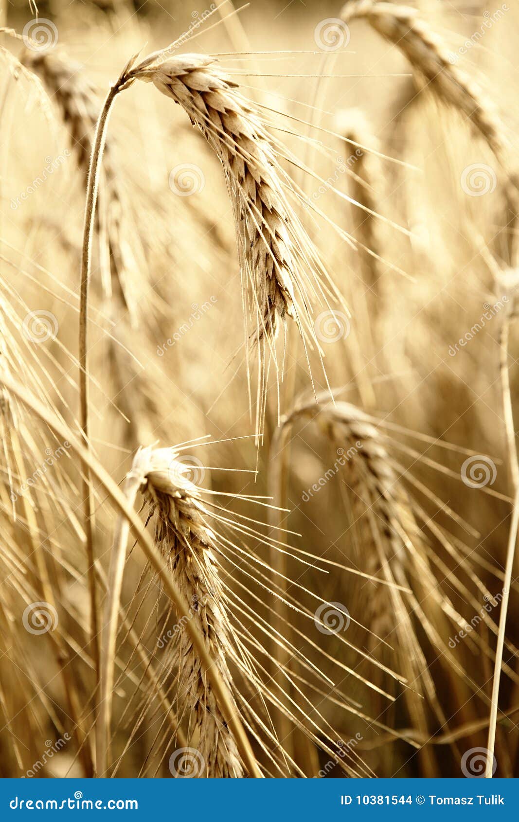 A wonderful barley field stock photo. Image of farmer - 10381544