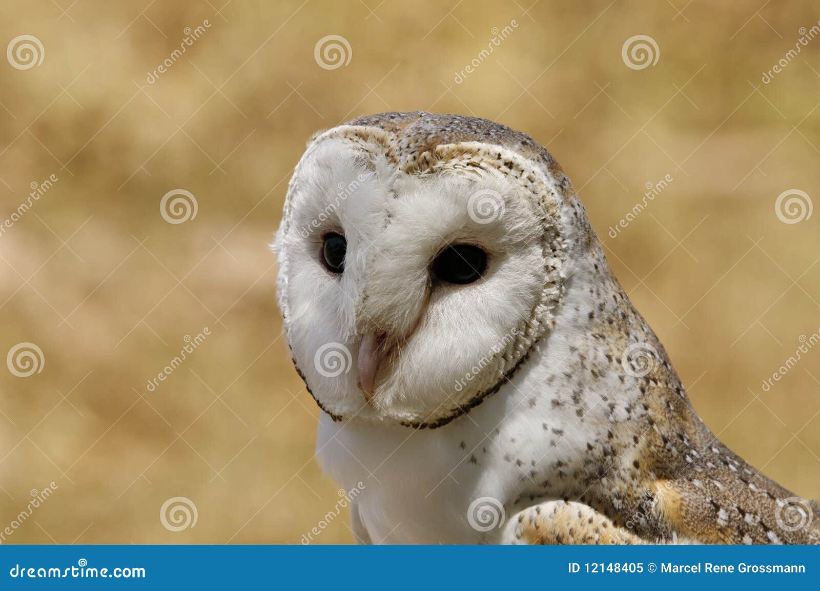 Wonderful Barn Owl Eyes Stock Photos - Free & Royalty-Free Stock Photos ...