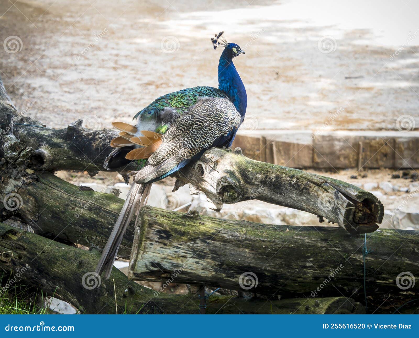 Wonderful and Beautiful Peacock Posing Stock Photo - Image of real ...