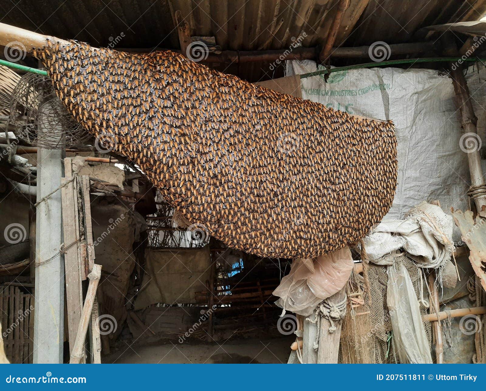 Wonderful Bee hive stock image. Image of hive, animal - 207511811