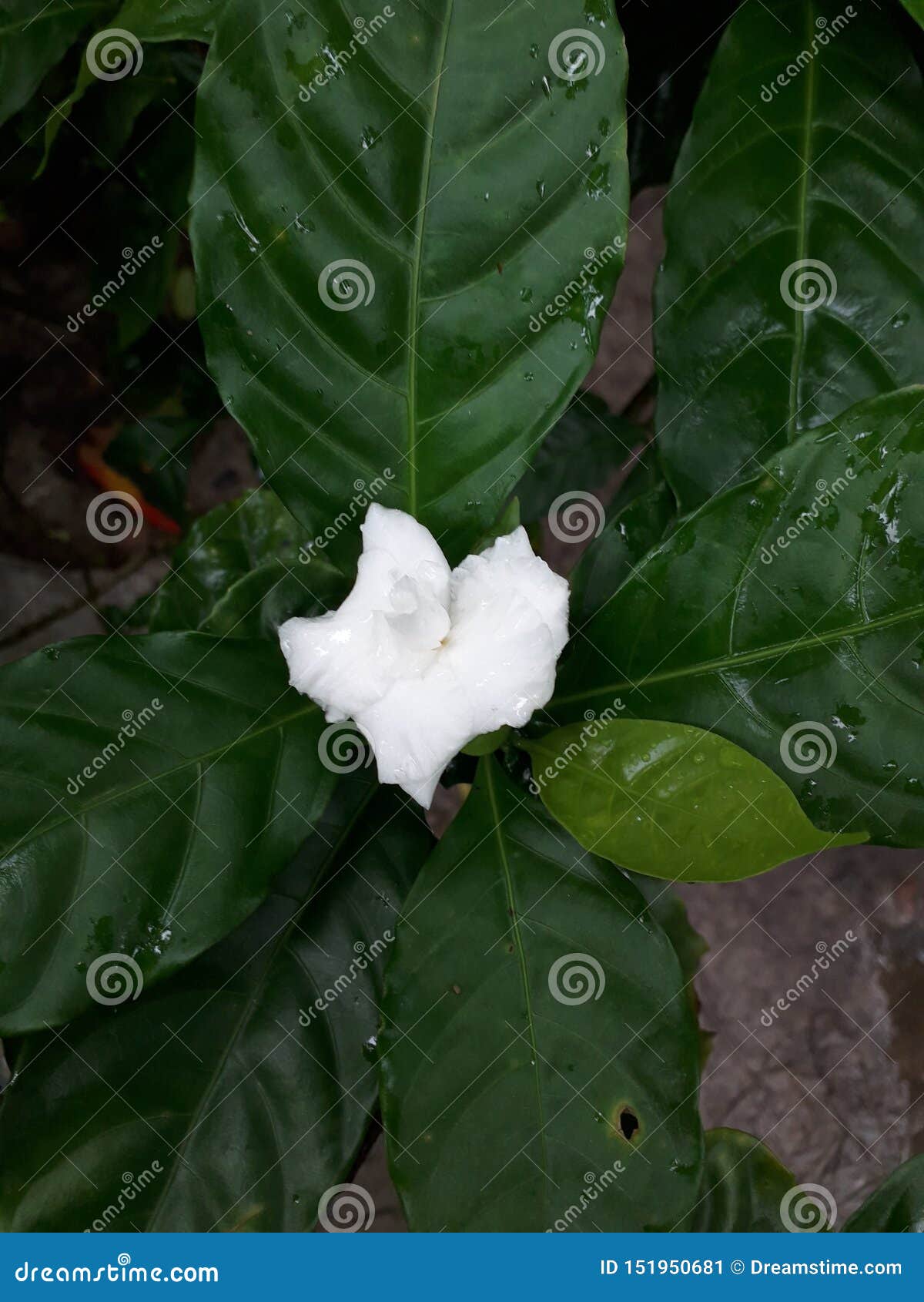 Wonderful Bella Flower Stock Photos - Free & Royalty-Free Stock Photos ...