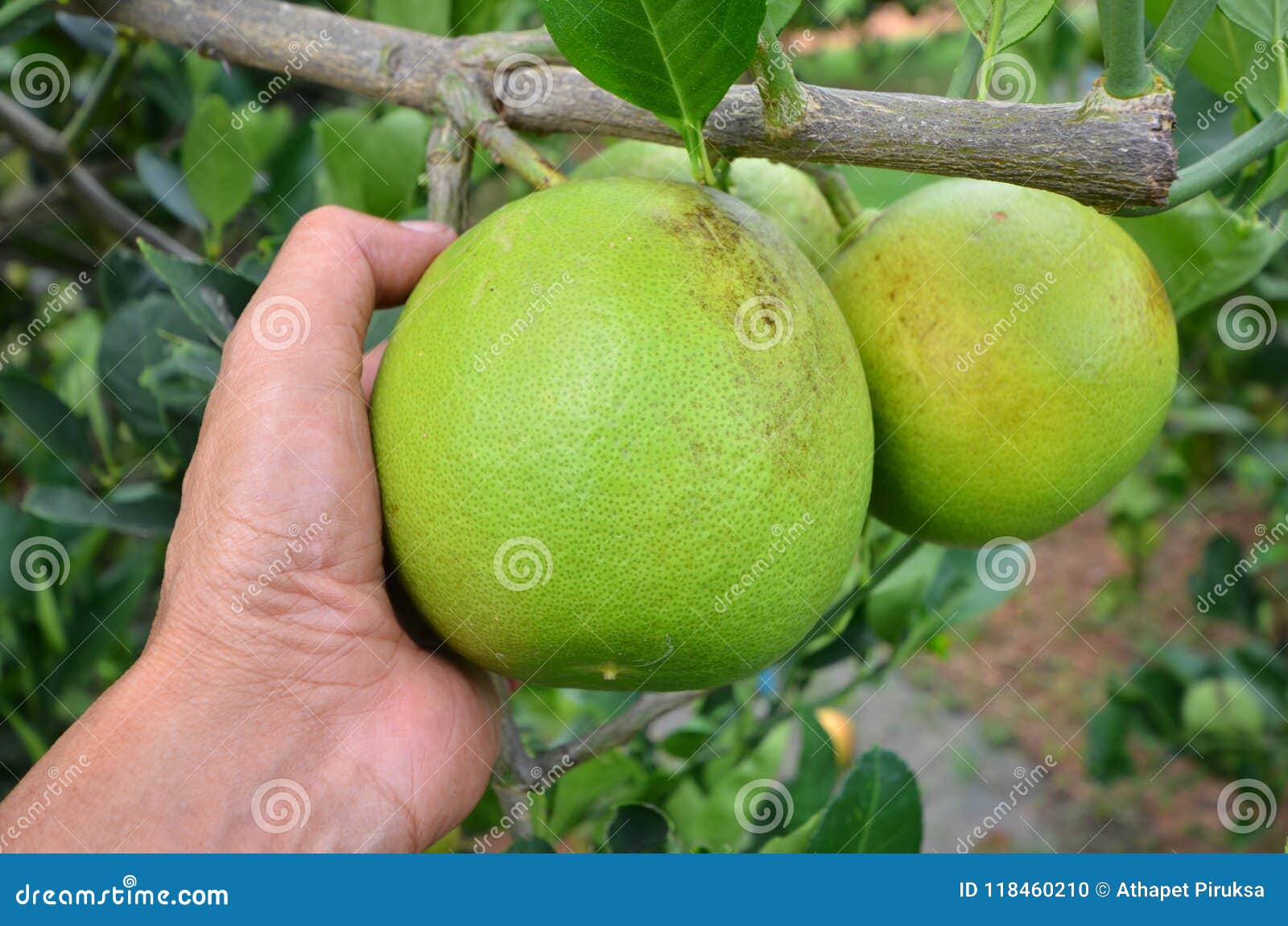 Wonderful Big Lemon Compare with a Hand Stock Photo - Image of organic ...