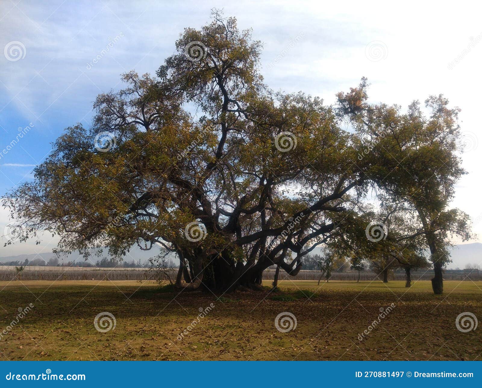 Wonderful big tree stock image. Image of wonderful, tree - 270881497