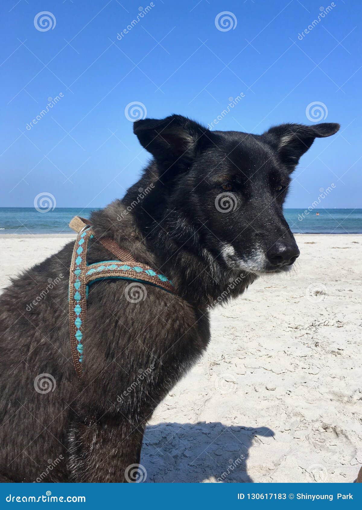 Wonderful Black Labrador Mix on a White Sandy Beach Stock Image - Image ...