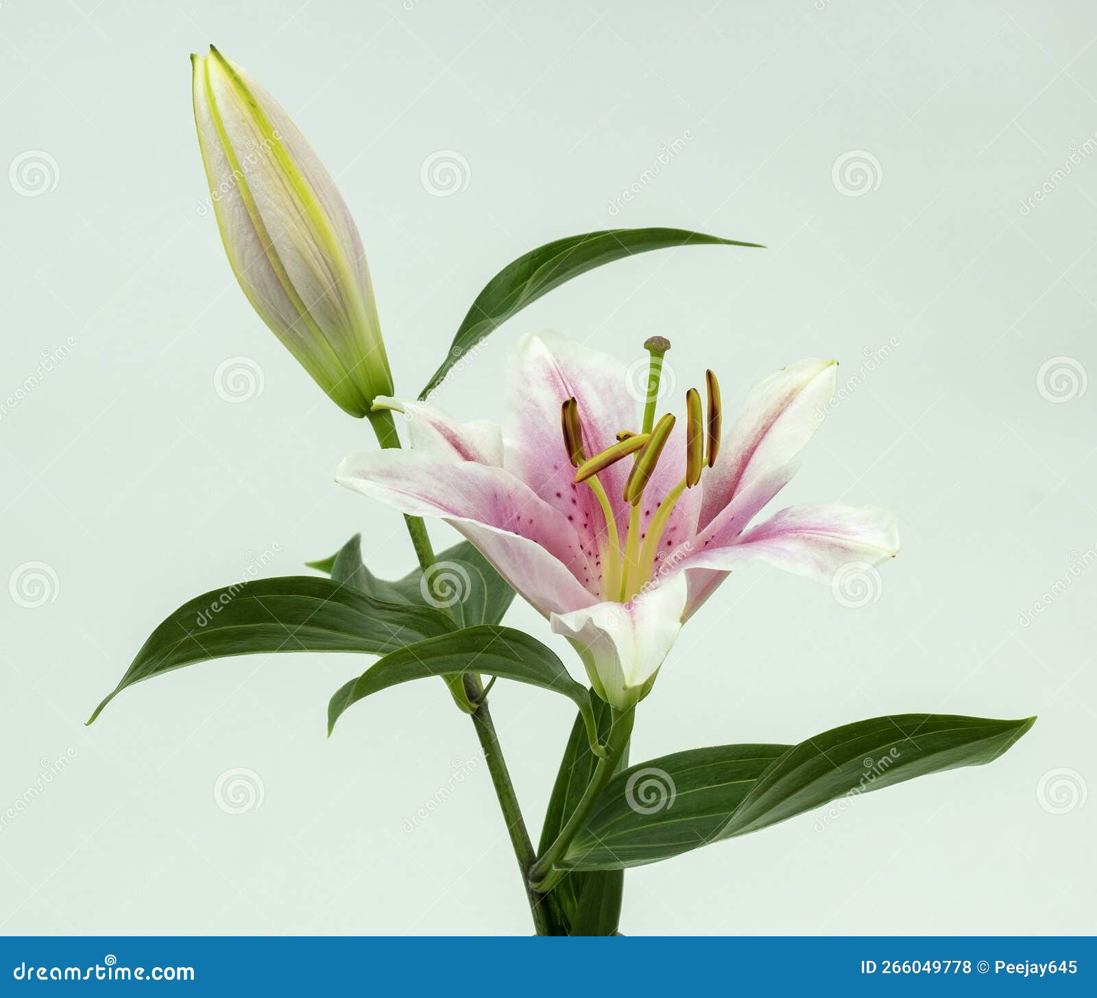 Wonderful Blooming Lily in Full Bloom Stock Photo - Image of lilies ...