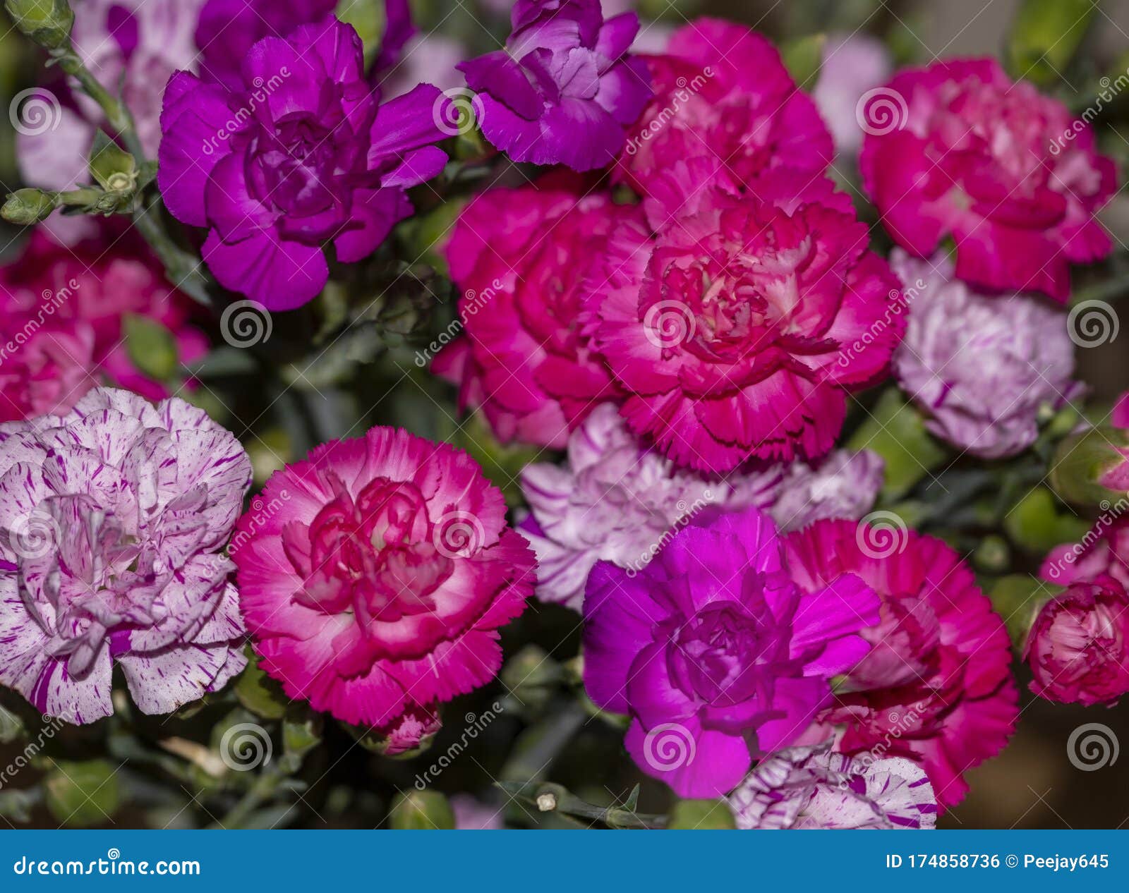 Wonderful Blooming Pink and Red Carnations Stock Photo - Image of pale ...