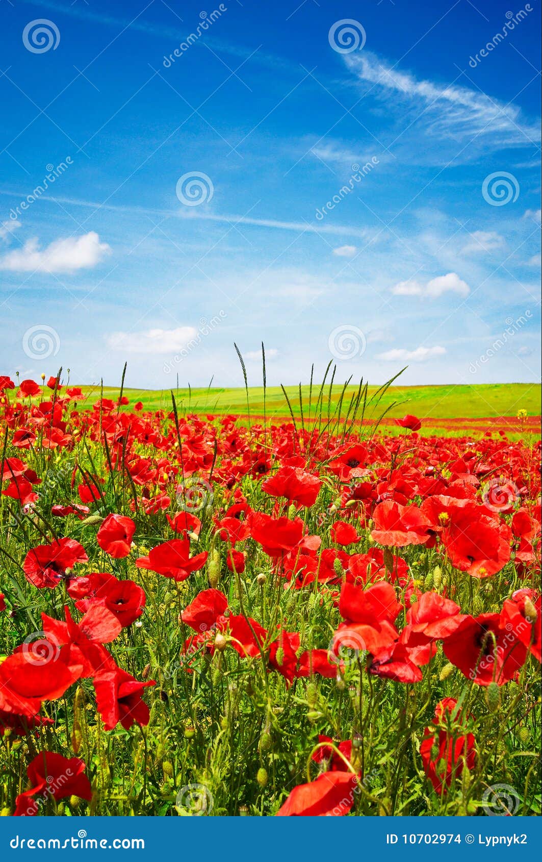 Wonderful Blue Sky and Splendid Field of Poppies. Stock Photo - Image ...