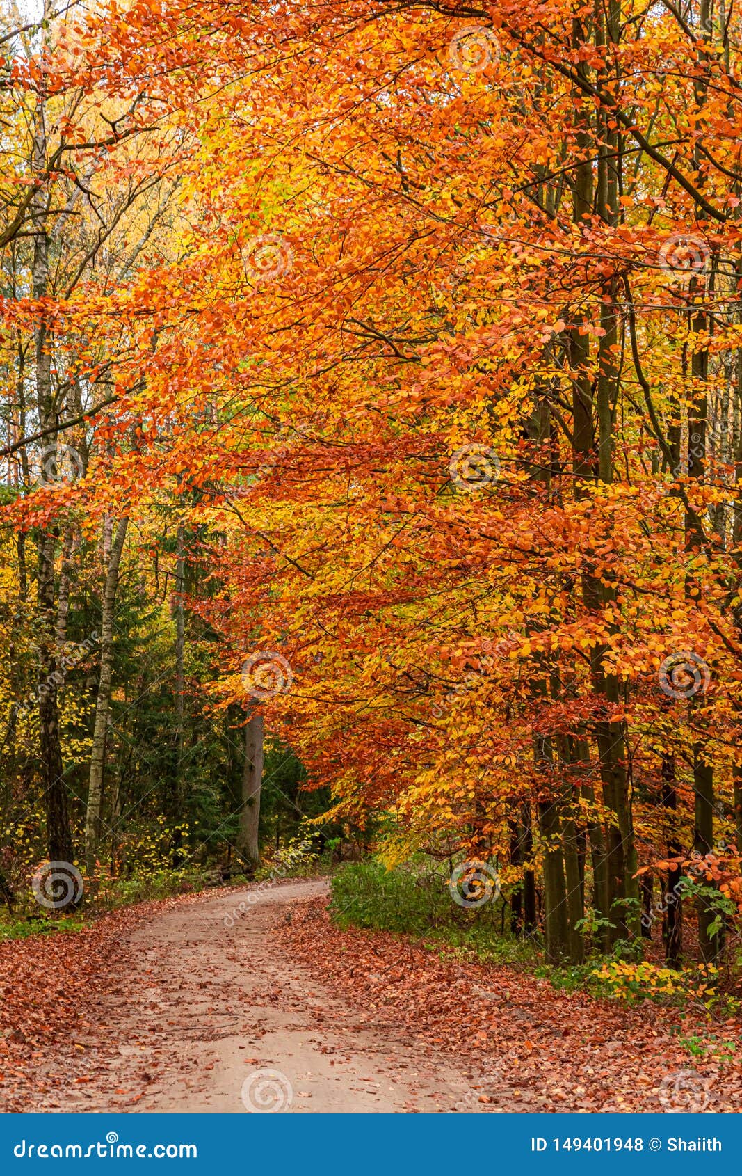Wonderful and Brown Forest in the Autumn Stock Photo - Image of ...
