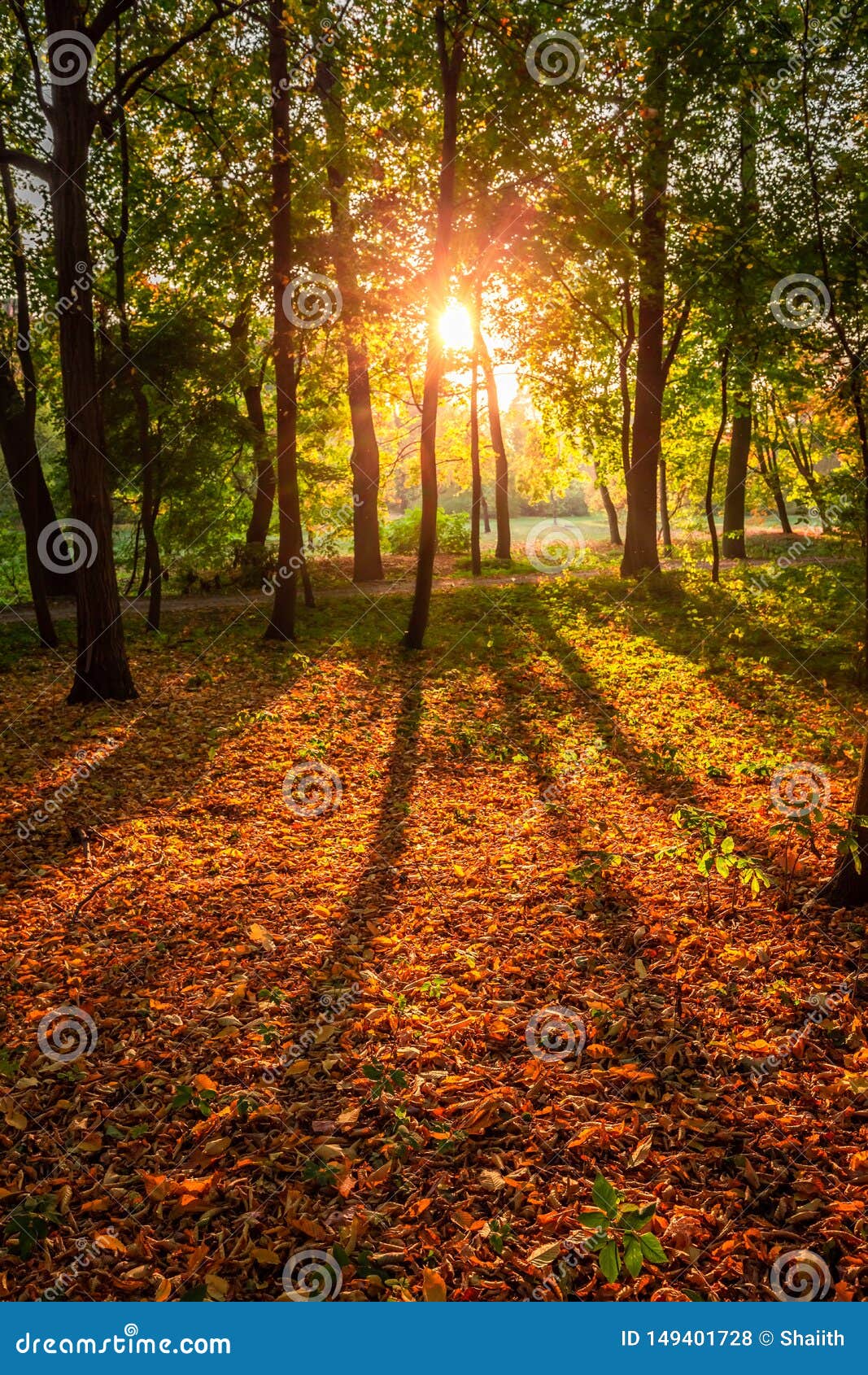 Wonderful and Brown Forest in the Fall Stock Photo - Image of fall ...