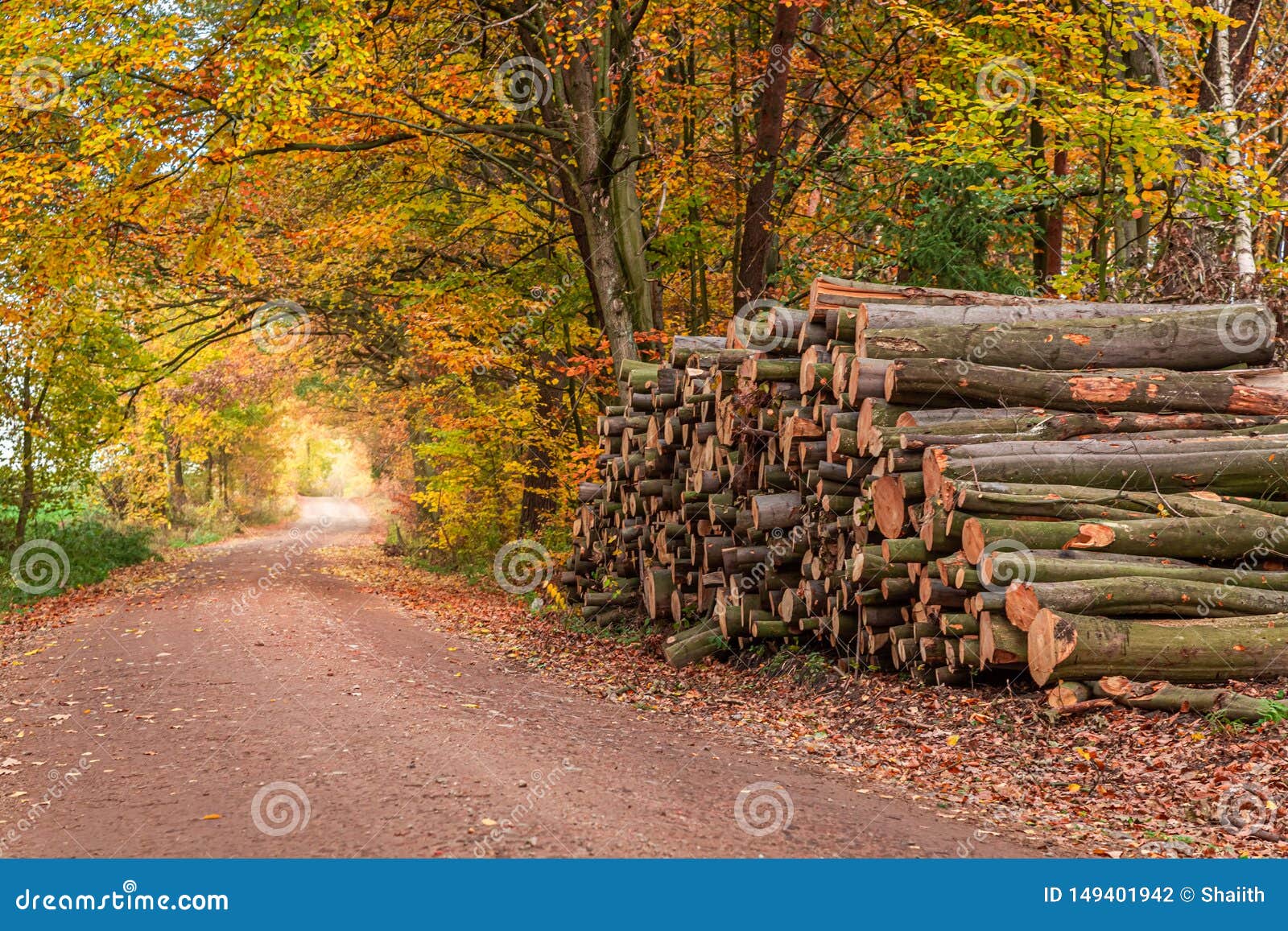 Wonderful and Brown Forest in the Fall, Poland Stock Photo - Image of ...