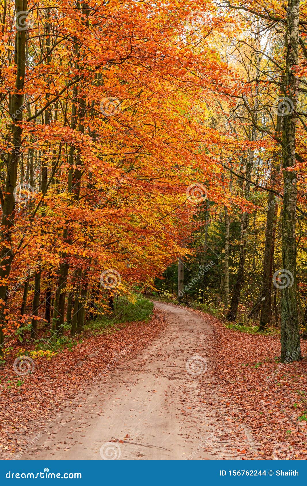 Wonderful and Brown Path in the Autumn Forest Stock Photo - Image of ...