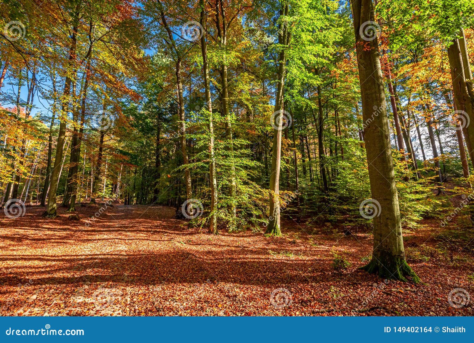 Wonderful and Brown Path in the Forest Stock Photo - Image of ...