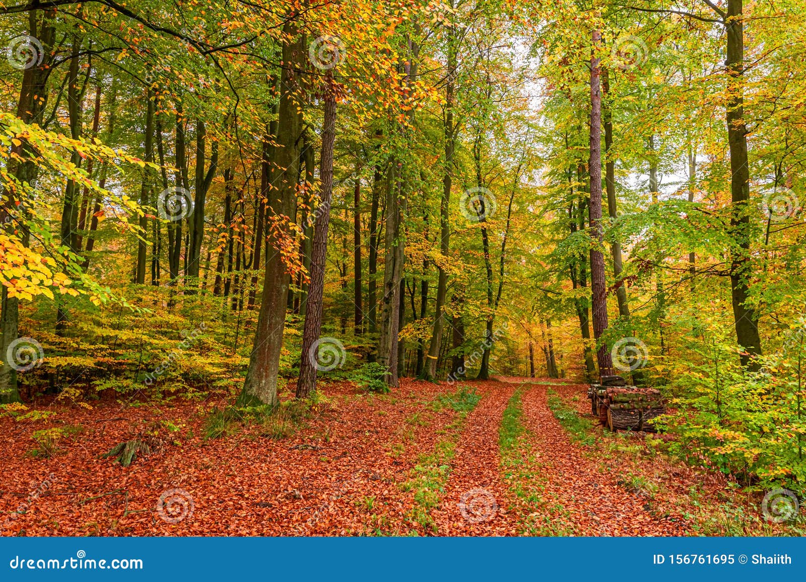Wonderful and Brown Path in Sunny Forest, Poland Stock Image - Image of ...