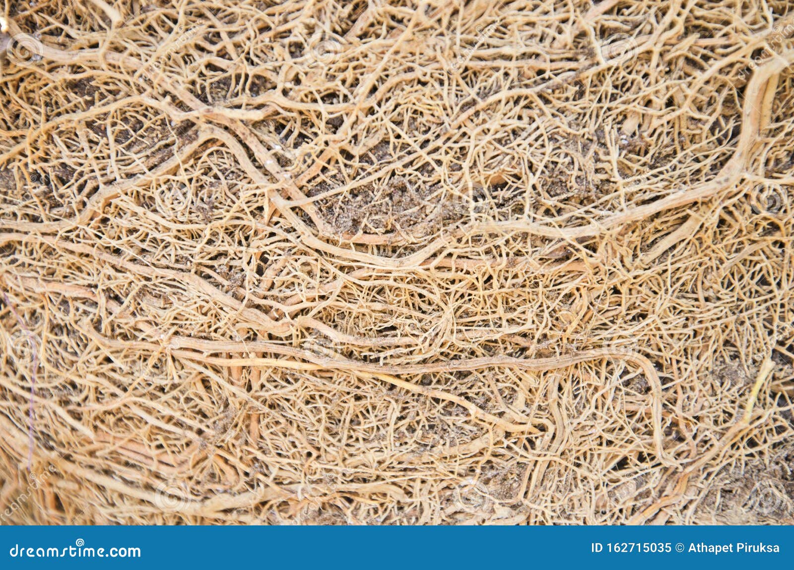Pattern of Fibrous and Lateral Root Closeup Stock Image - Image of ...