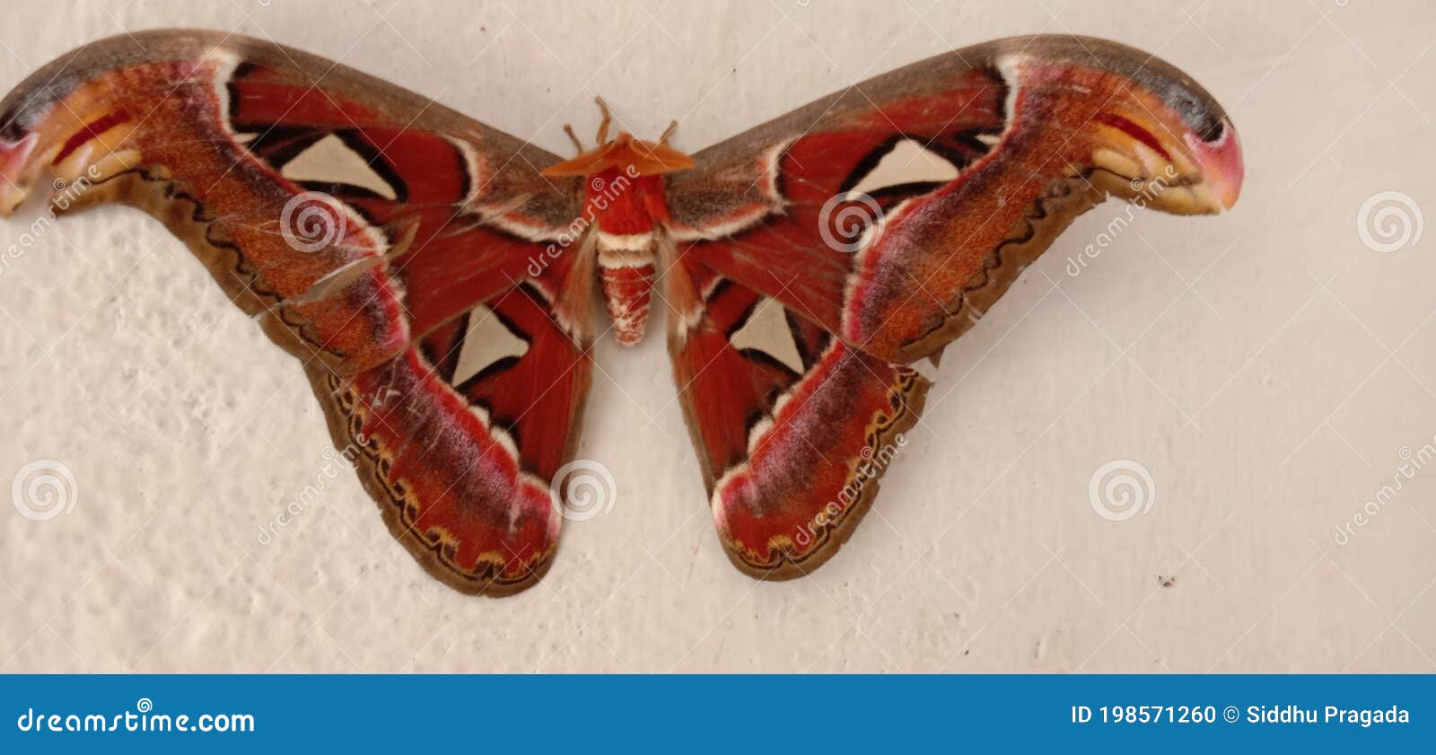 Wonderful Butter Fly stock photo. Image of butter, wonderful - 198571260