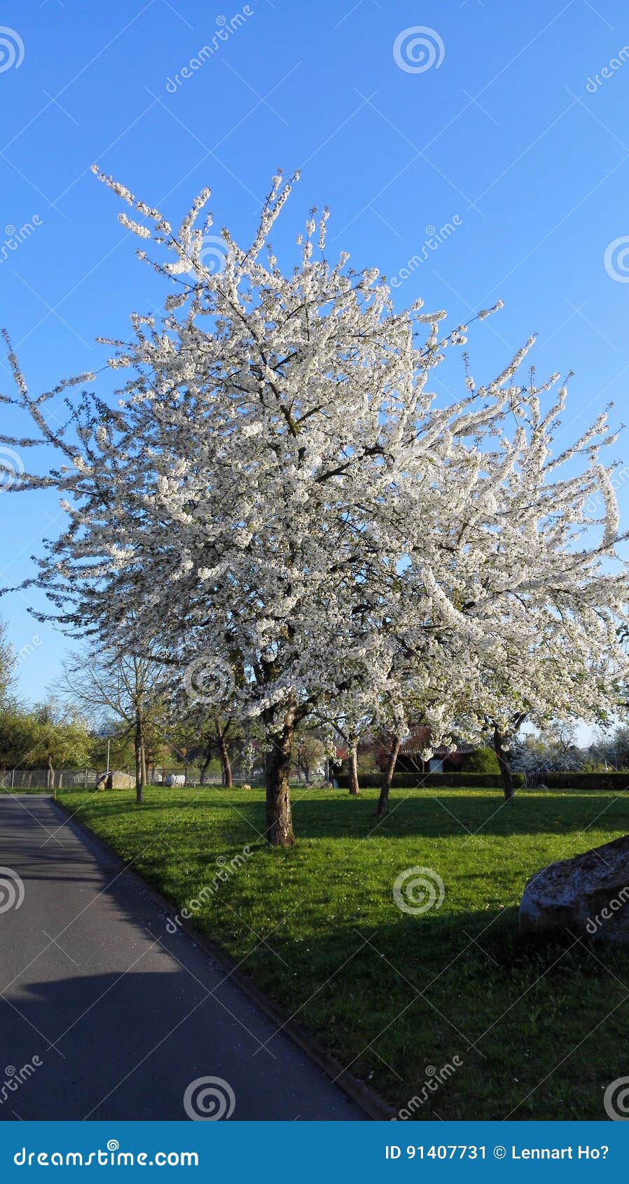 Wonderful Cherrytree - Germany Stock Image - Image of germany ...