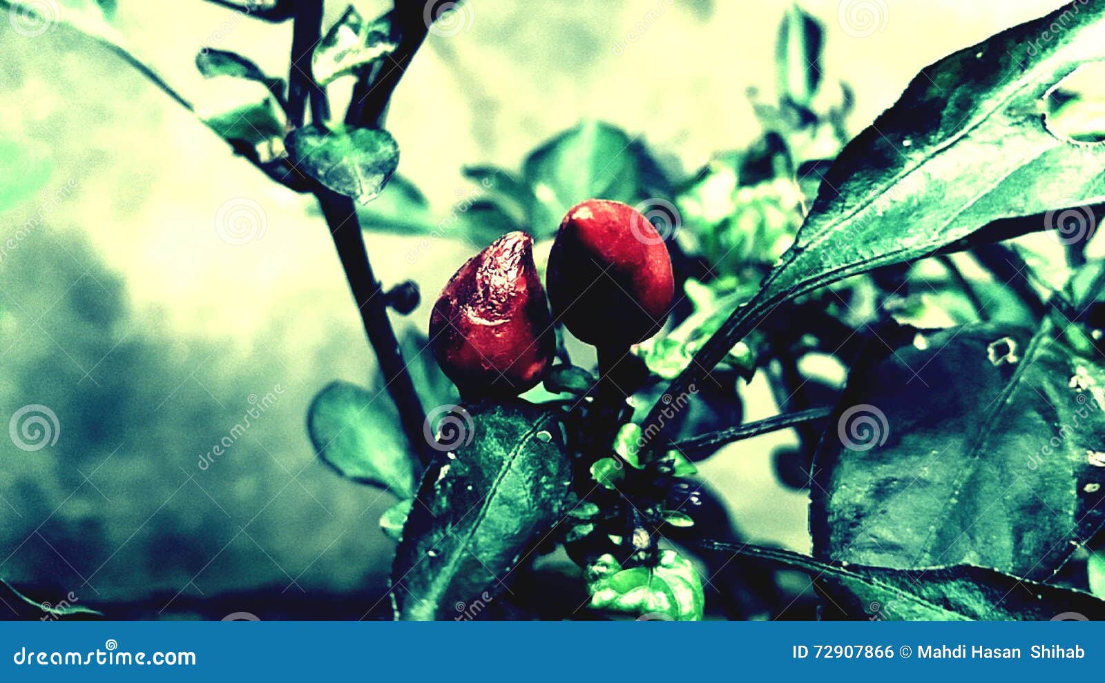A Wonderful Chilli Plant stock photo. Image of colored - 72907866