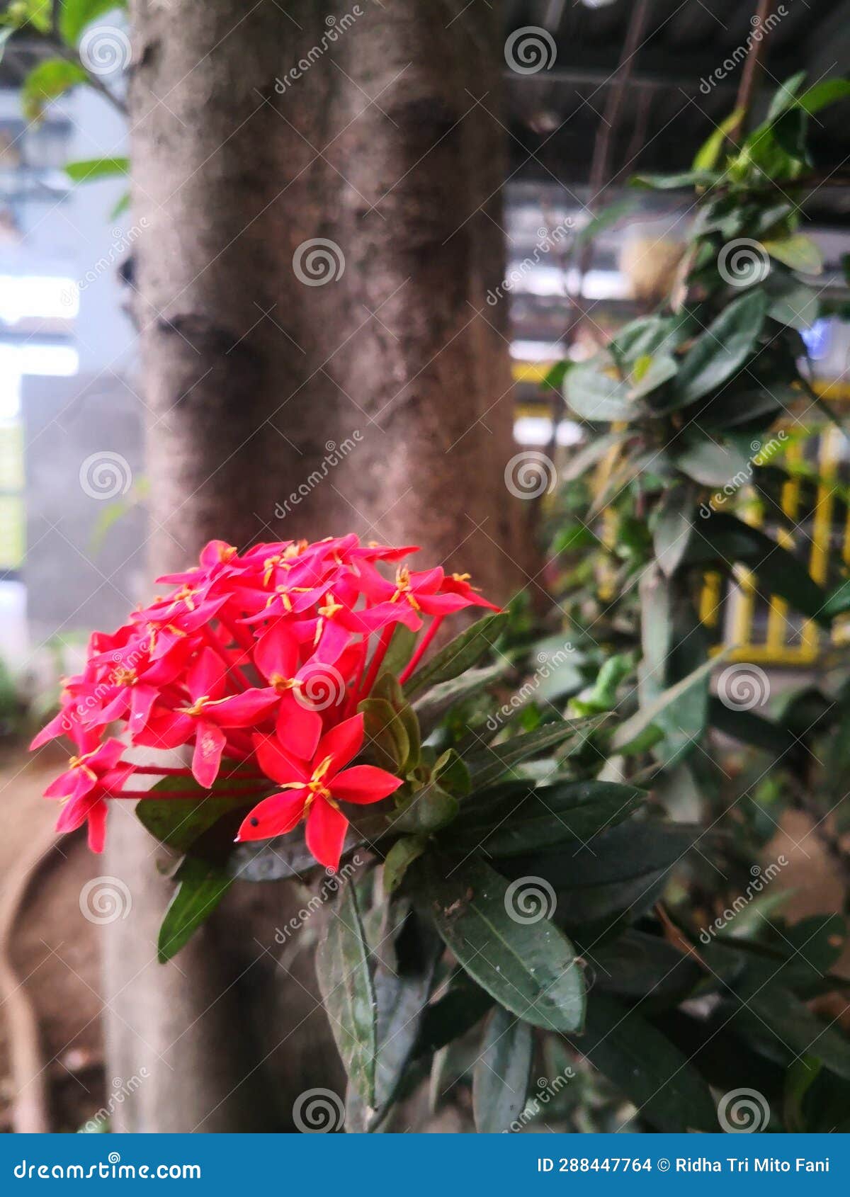 Syaa Allah Stock Photos - Free & Royalty-Free Stock Photos from Dreamstime