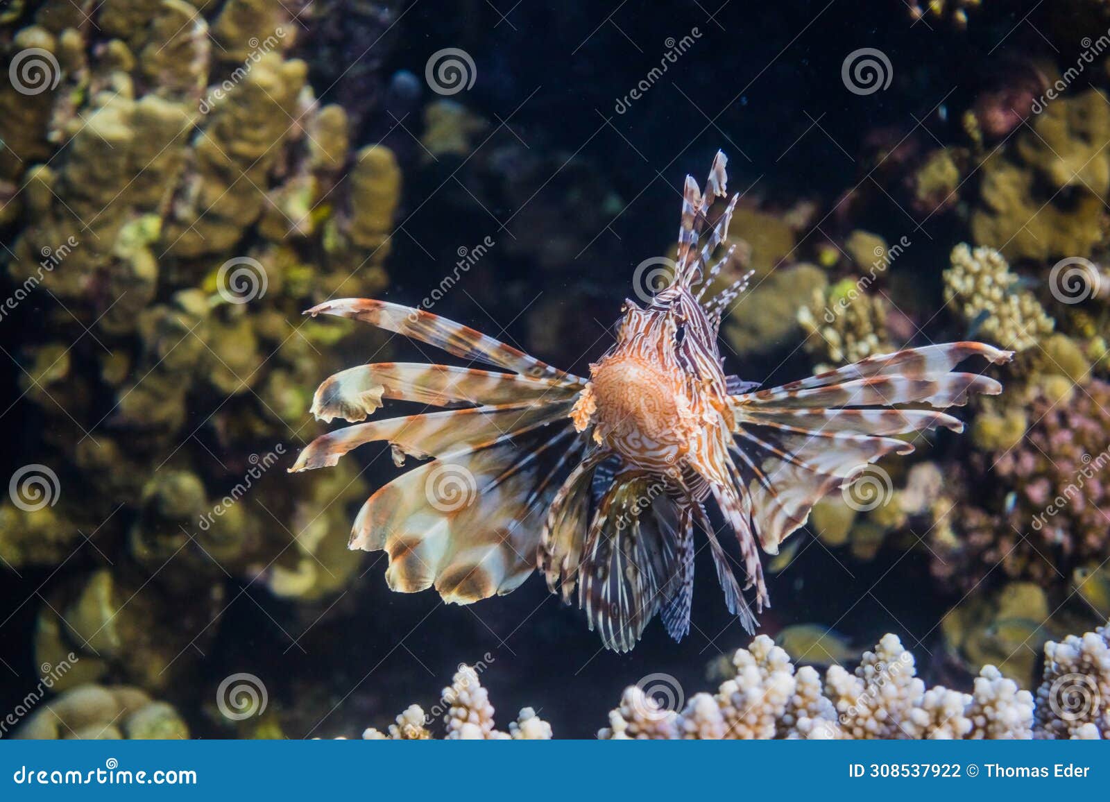 Wonderful Devil Firefish Looking into the Camera during Freediving at ...