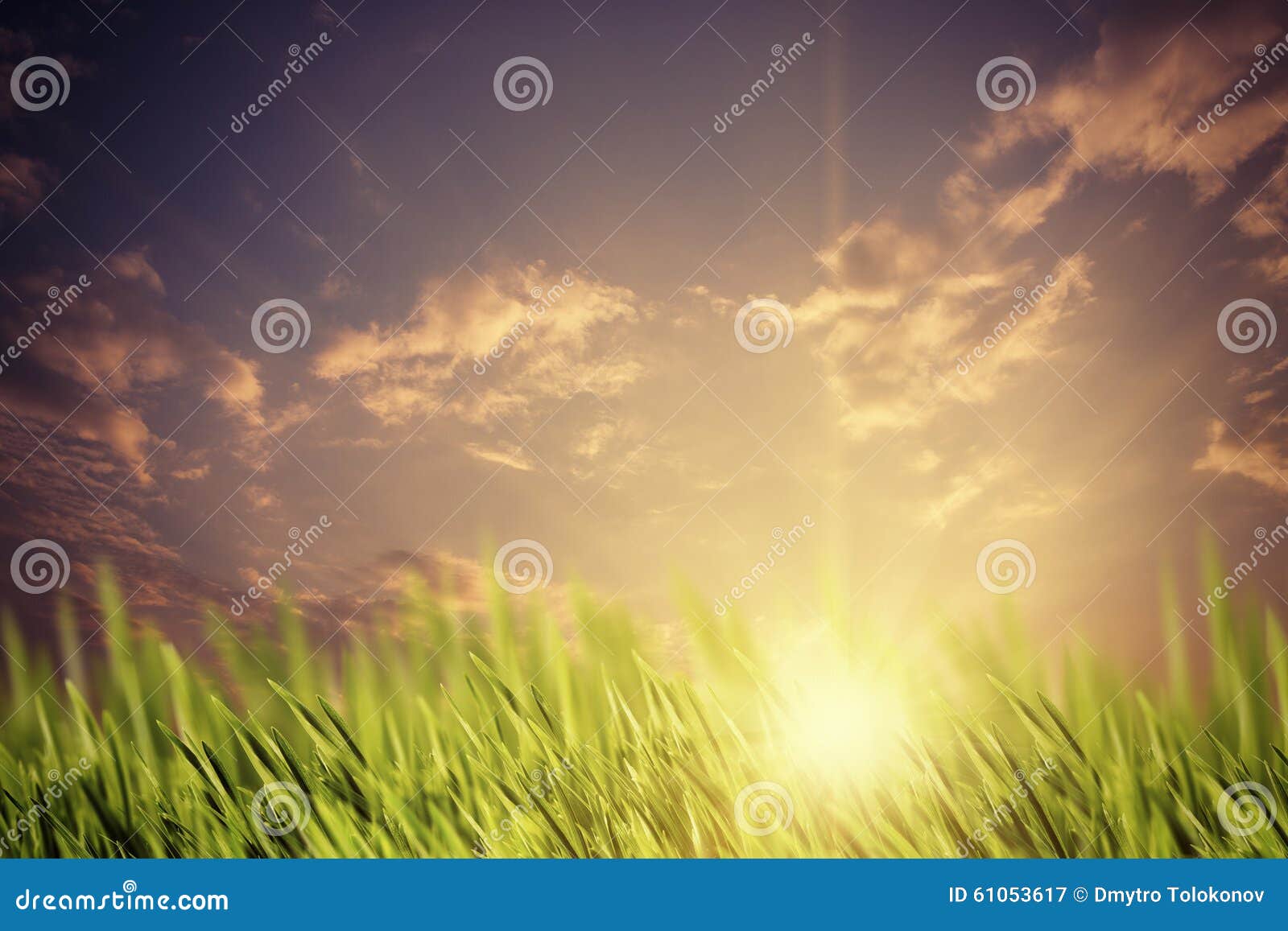 Wonderful Evening on the Meadow Stock Image - Image of foliage, concept ...
