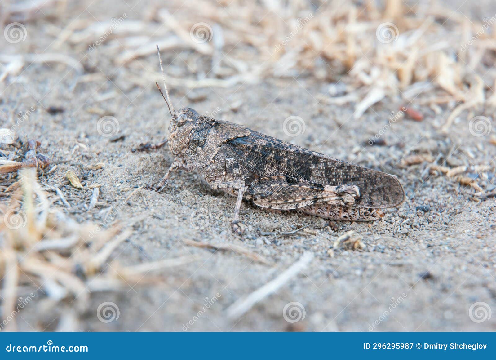 A Wonderful Example of Mimicry of a Gray Grasshopper Sitting on the ...