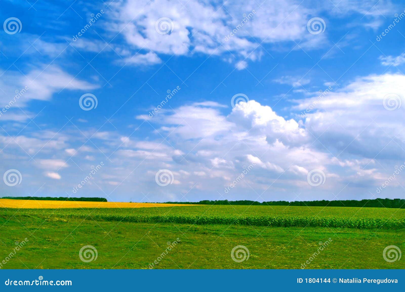 Wonderful field landscape stock photo. Image of blue, nature - 1804144