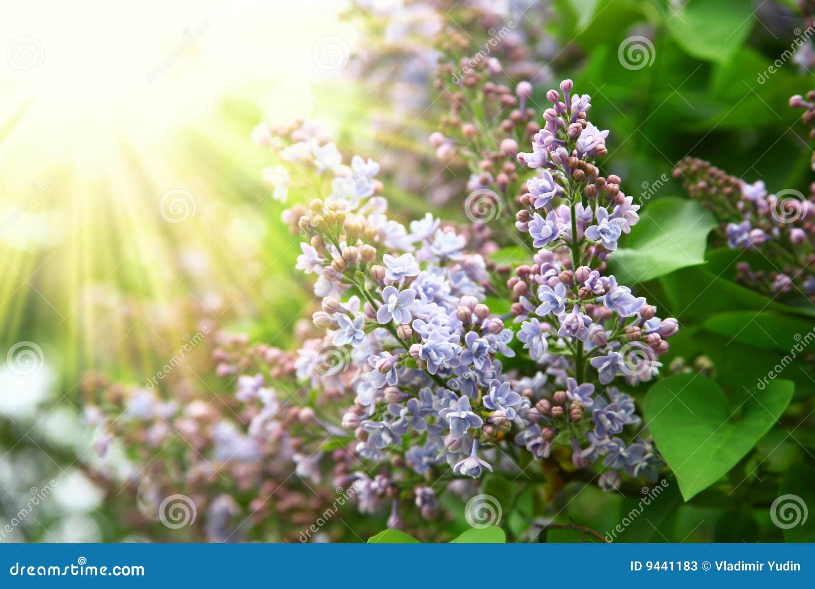 Wonderful flowering tree stock image. Image of branch - 9441183