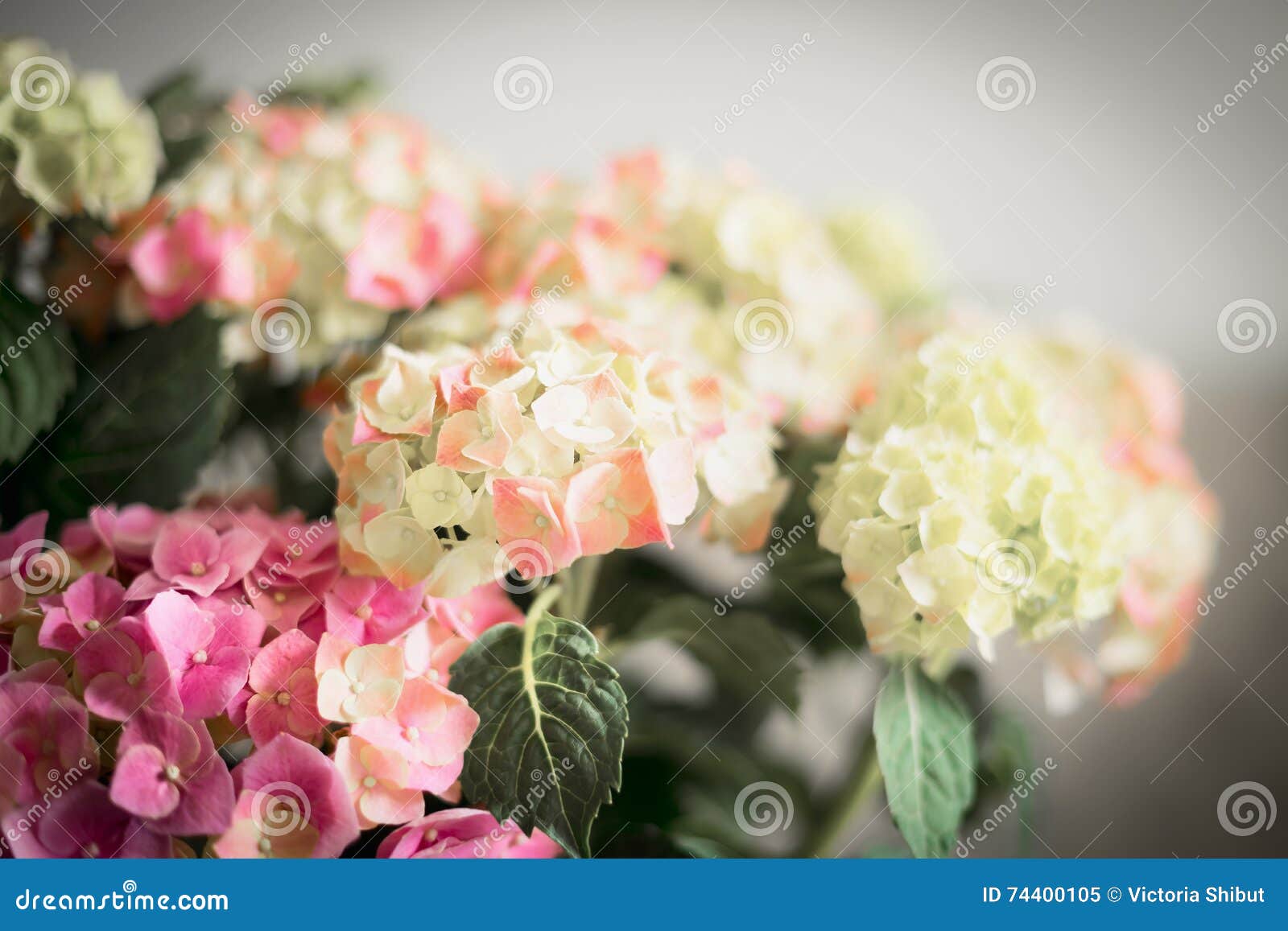 Wonderful Flowers of Hydrangea , Close Up Stock Image - Image of fresh ...