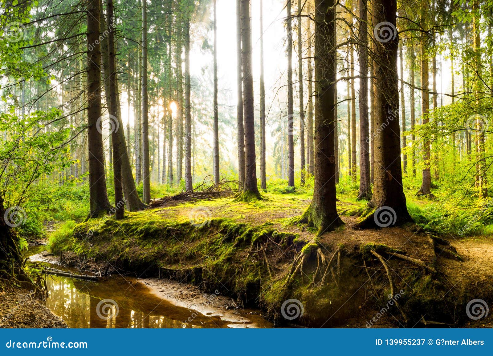Wonderful Forest in Bright Sunlight Stock Image - Image of brook, park ...
