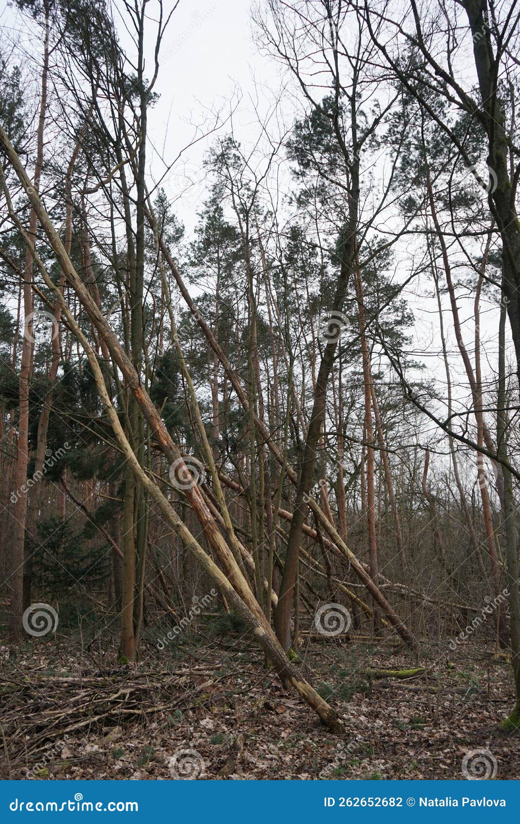 Wonderful Forest with Wind-blown Trees, Branches and Fall Foliage ...