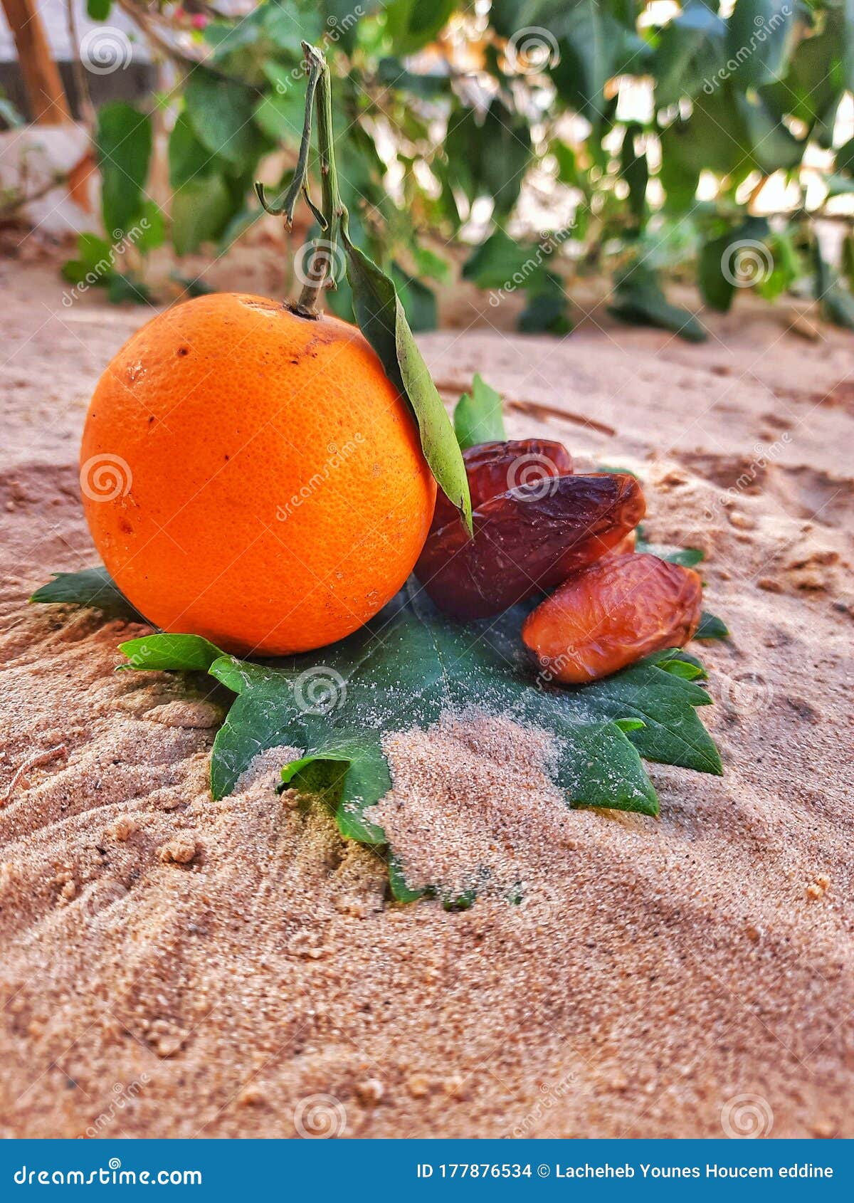 Wonderful fruits in desert stock photo. Image of fruit - 177876534
