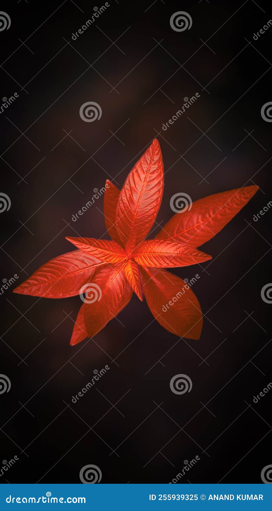 Wonderful Grass Plant Leaves Retuch Stock Image - Image of yellow ...