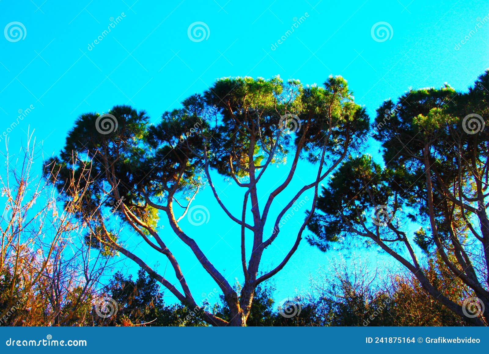 Wonderful Green Color Tree Leaves and Forest View Stock Photo - Image ...