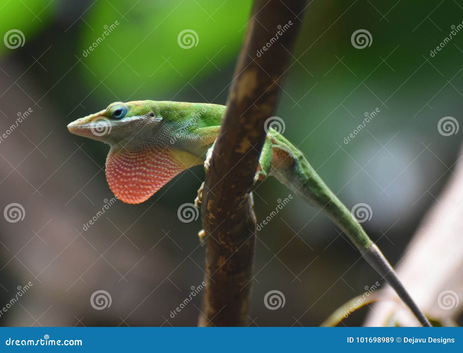 Wonderful Image of a Red Throated Lizard Stock Image - Image of close ...