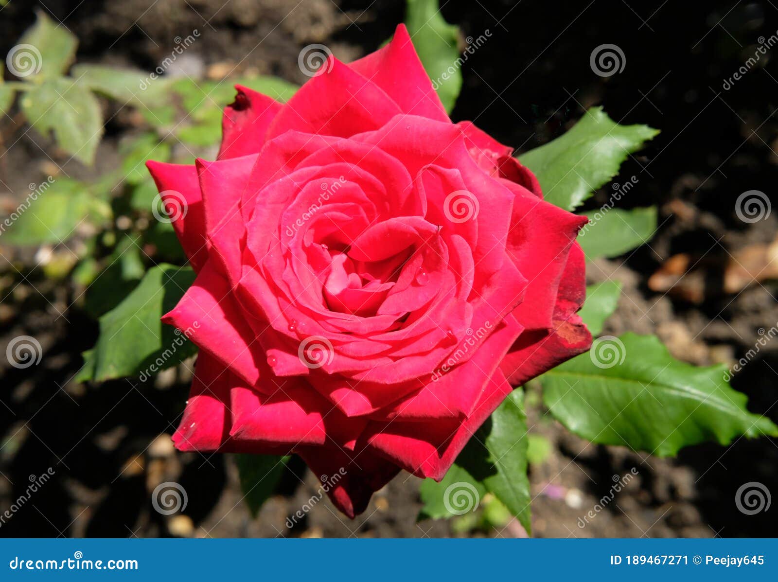 Wonderful Large Red Ruby Rose Stock Image - Image of objects, bloom ...
