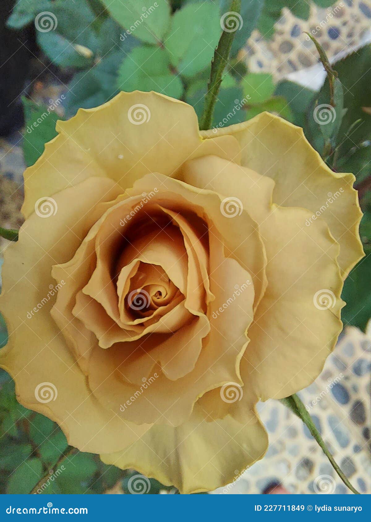 Wonderful mocca rose stock image. Image of rose, flower - 227711849