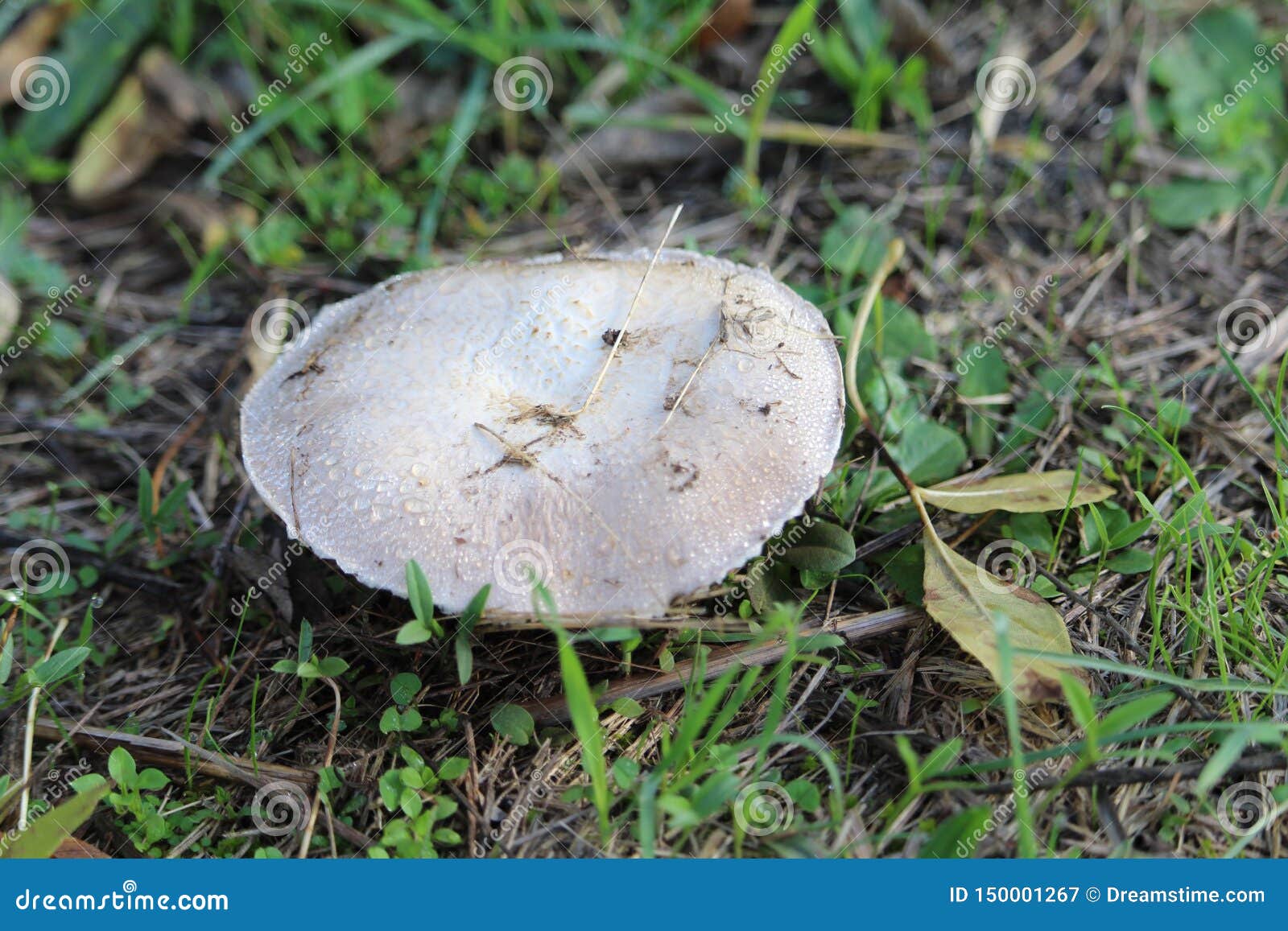 Wonderful Mushrooms after the Rain, Born with the Sun Stock Image ...