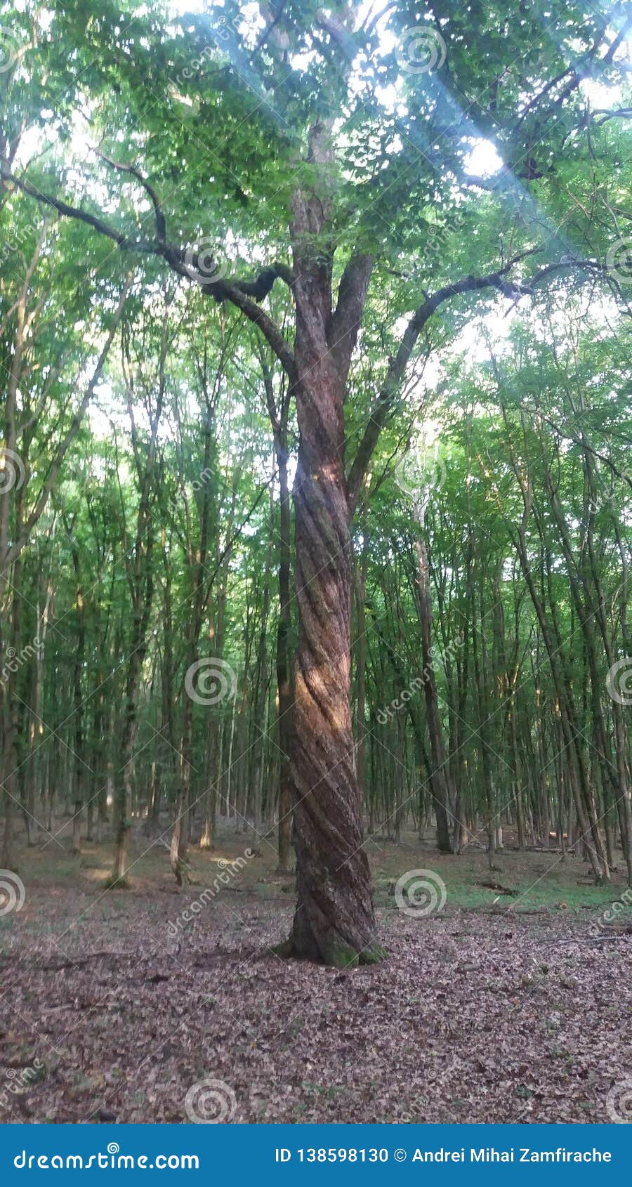 Mystery Tree That Another Half Dead And Another Half Still Alive ...