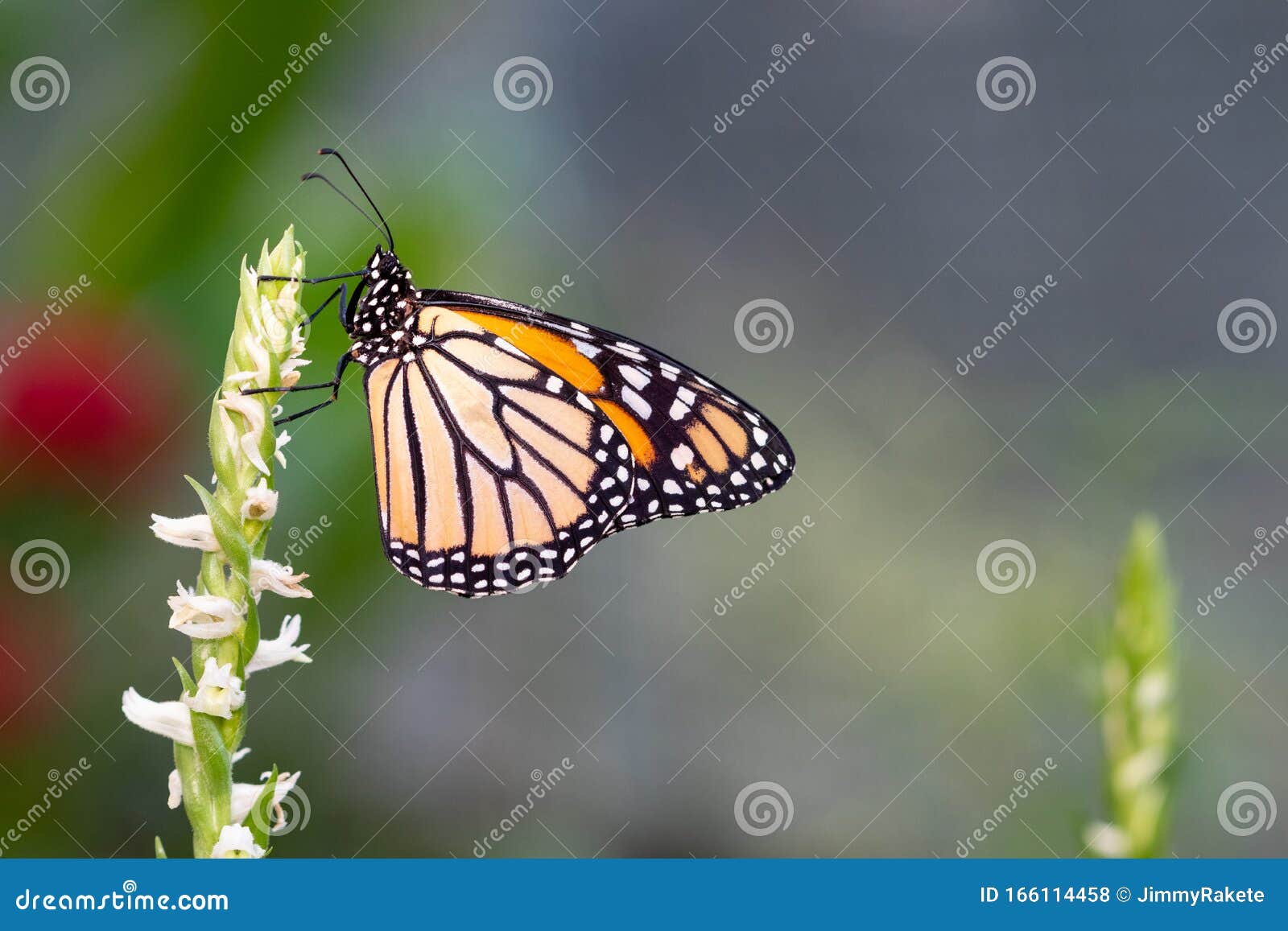 A Wonderful Orange and Yellow Butterfly - Side View Stock Photo - Image ...