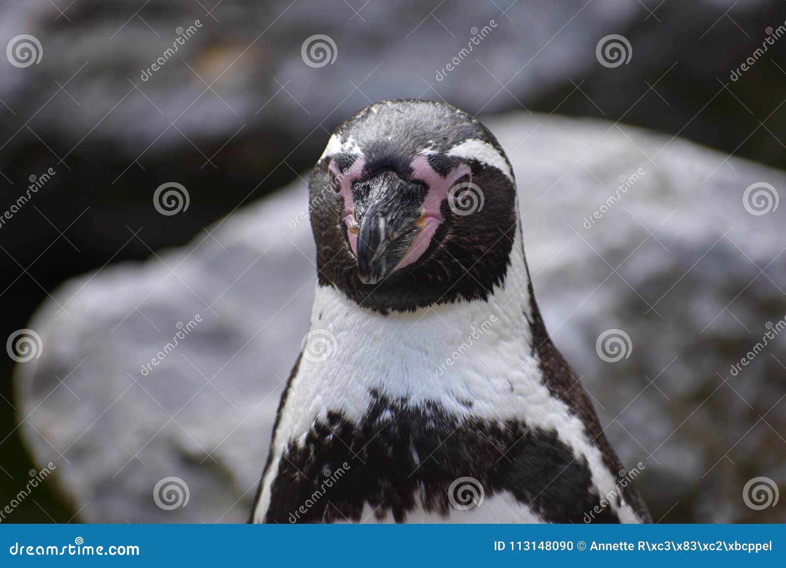 Wonderful Portrait of a Cute Penguin Stock Photo - Image of white, face ...