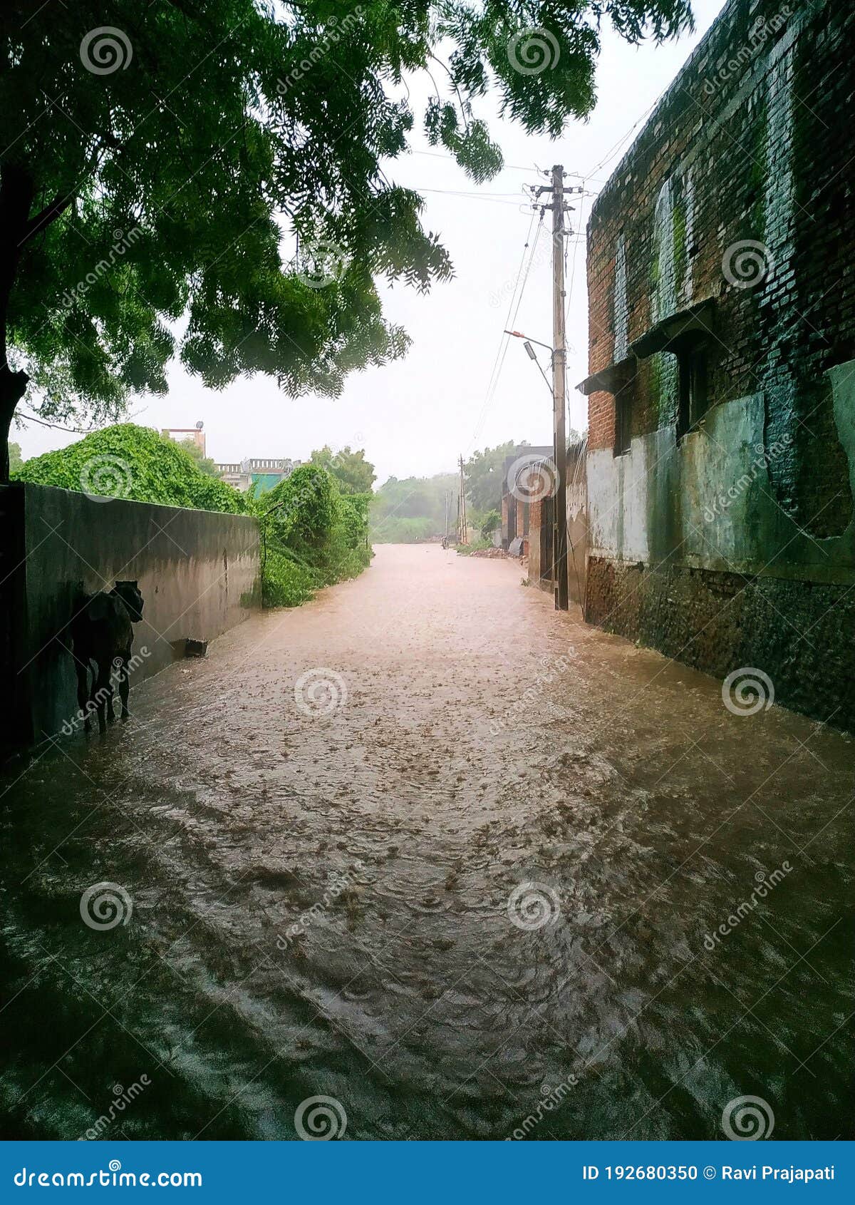 Wonderful Rain in Indian Village Editorial Image - Image of sunlight ...