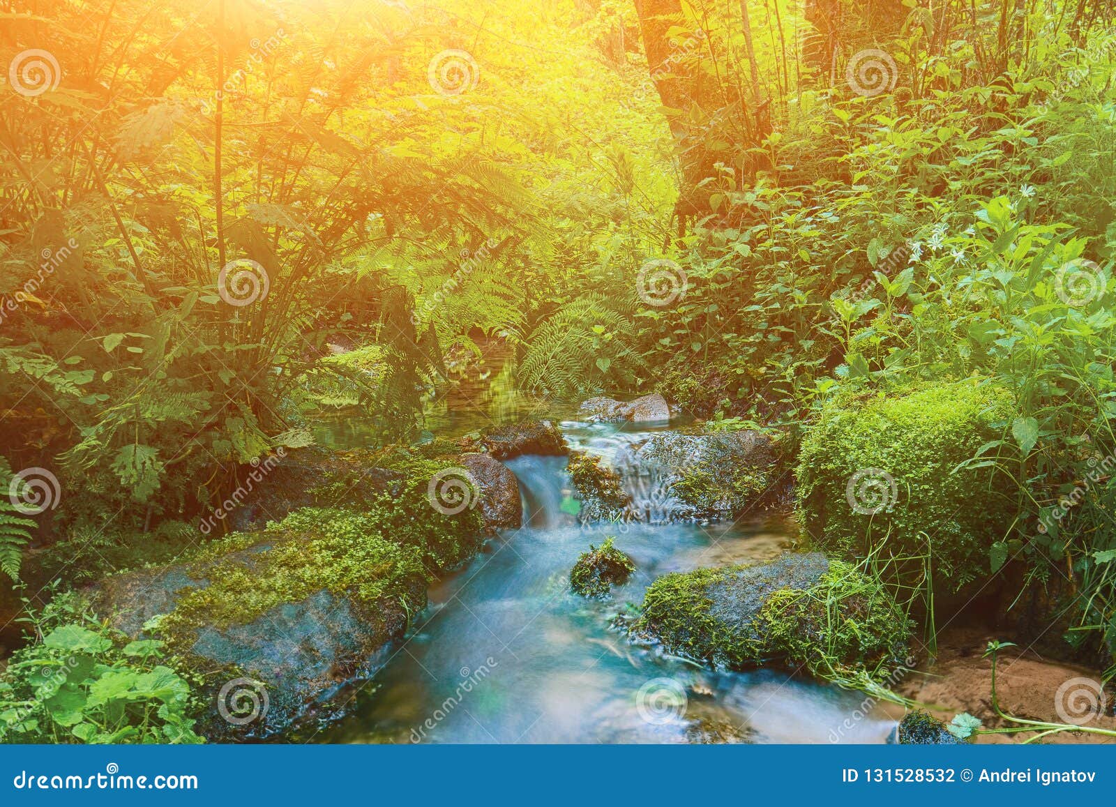 Wonderful Rainforest Creek and Stones at Sunset Stock Photo - Image of ...