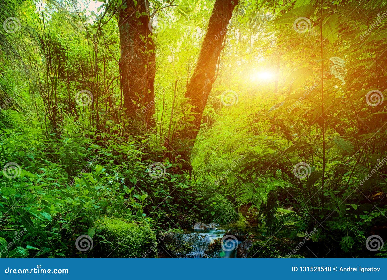Wonderful Rainforest Creek and Stones at Sunset Stock Photo - Image of ...