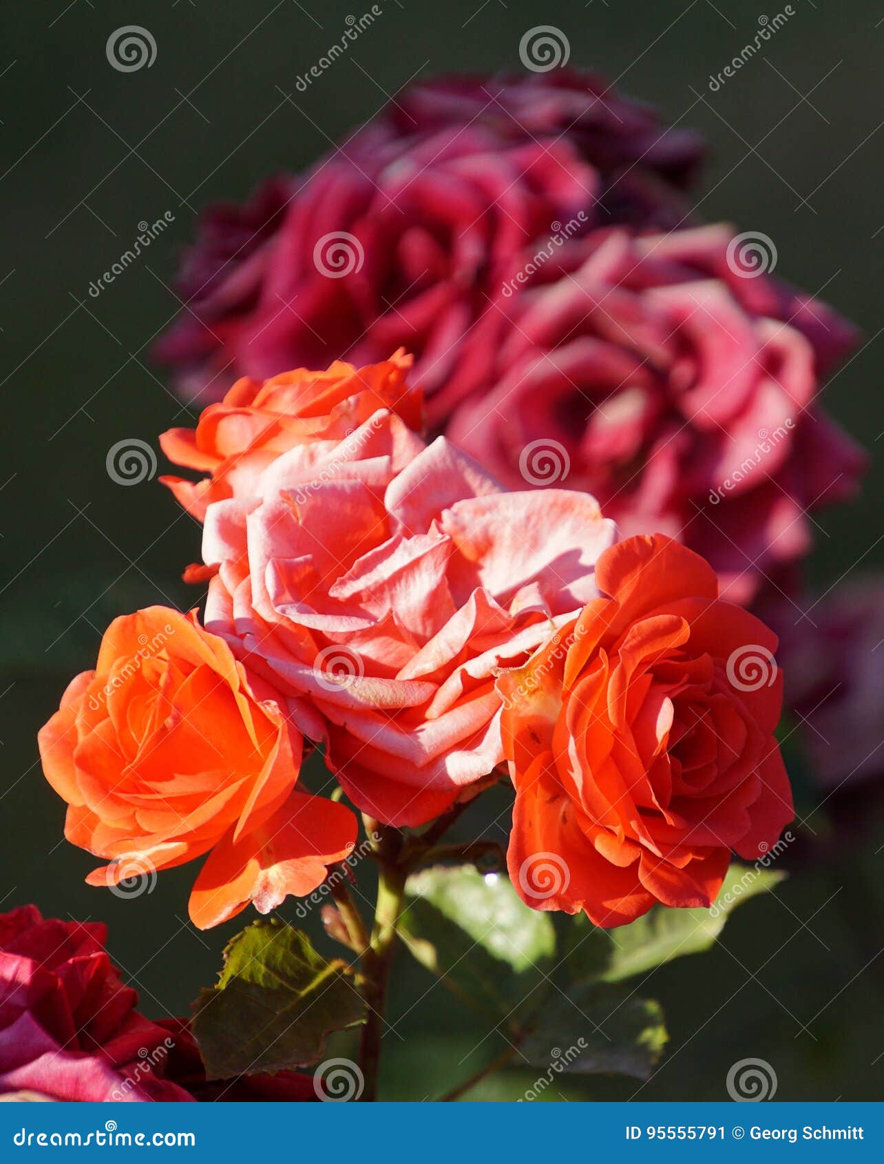 Wonderful red roses stock image. Image of colors, macro - 95555791