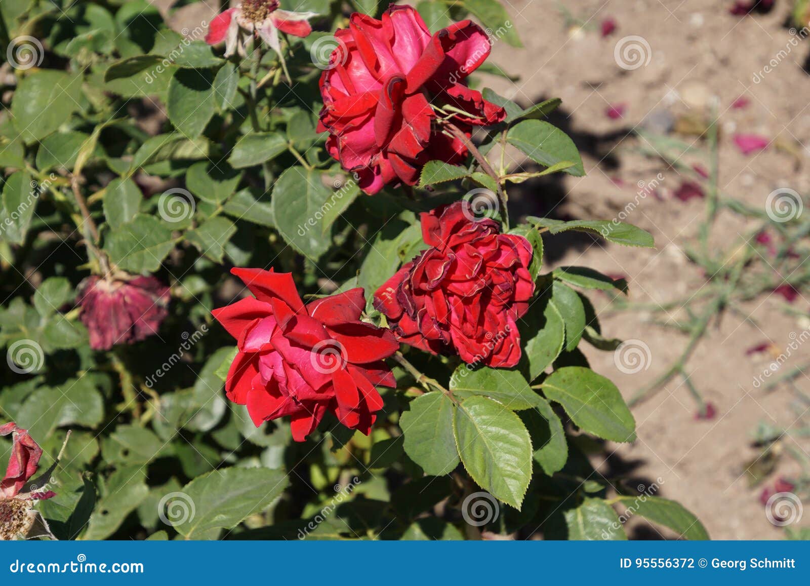 Wonderful red roses stock photo. Image of beauty, green - 95556372