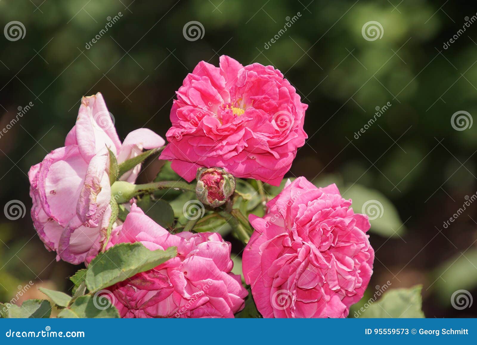 Wonderful red roses stock image. Image of flowers, color - 95559573