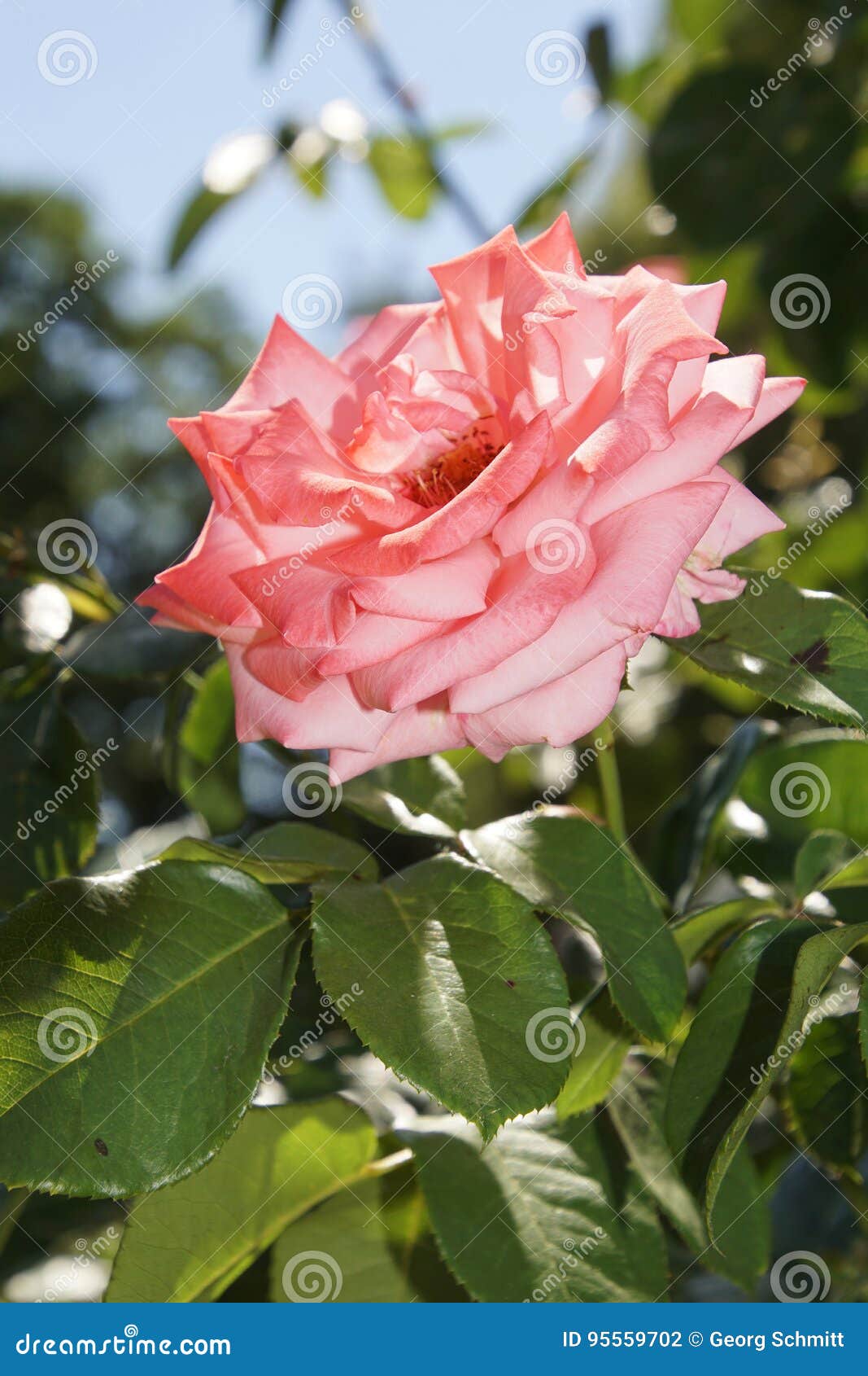 Wonderful red roses stock photo. Image of nature, flourishing - 95559702