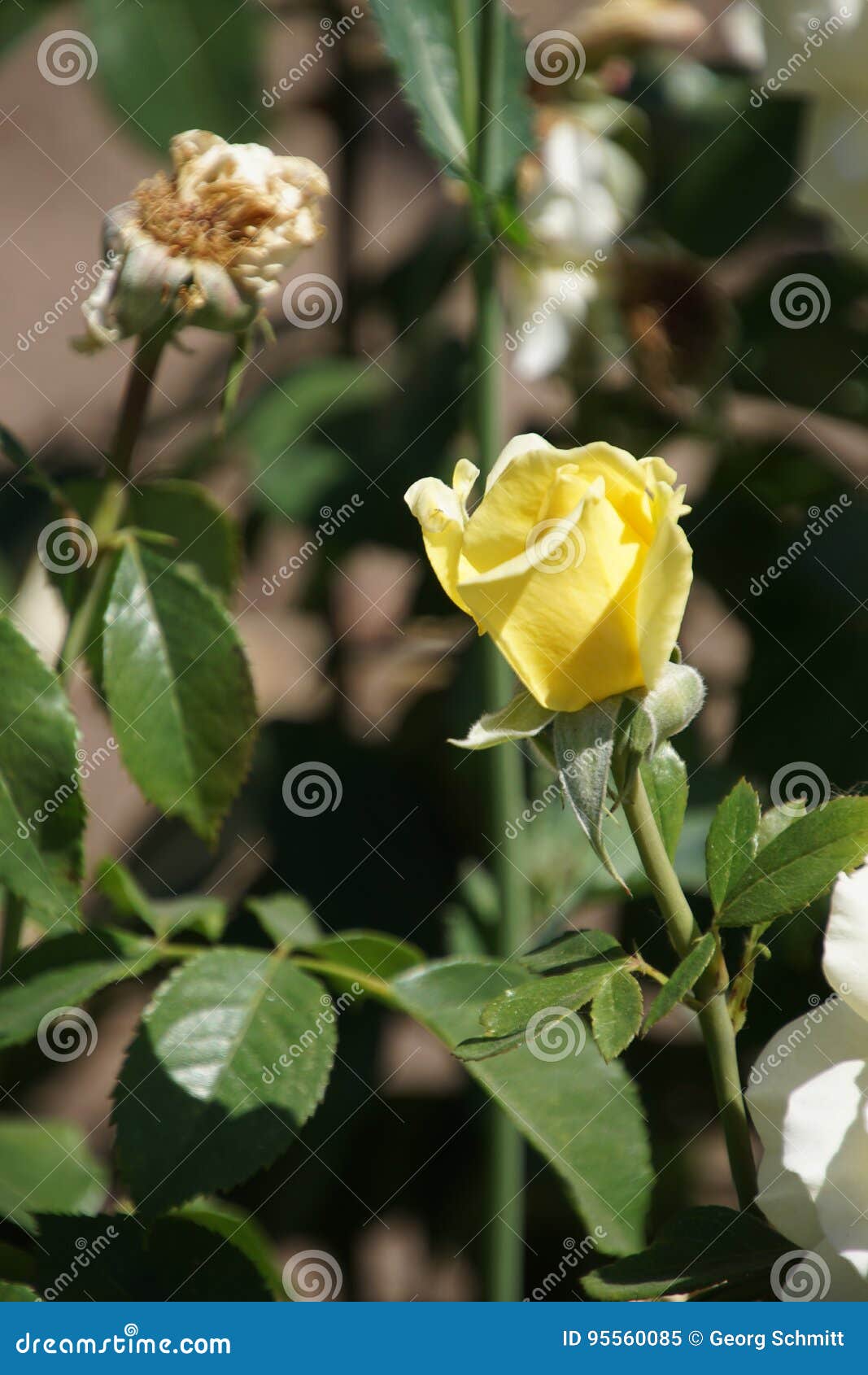 Wonderful red roses stock image. Image of plants, stalks - 95560085