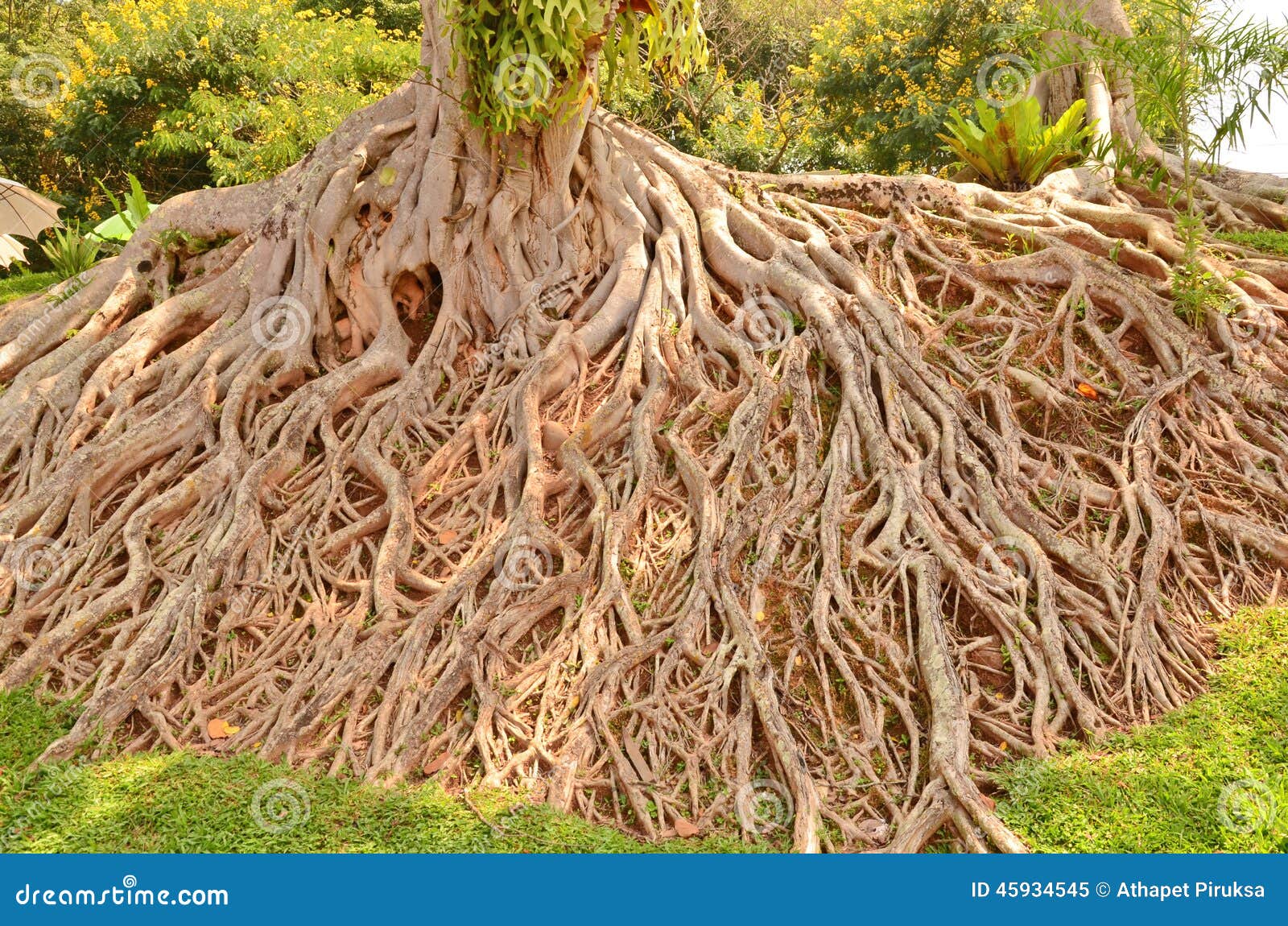 Wonderful root of tree stock image. Image of mountain - 45934545